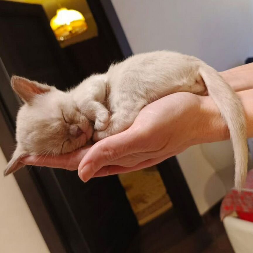 Бурманские котята