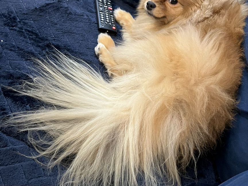 Вязка не продажа