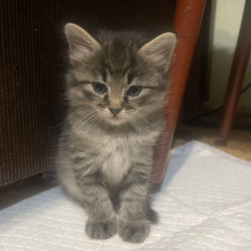 Котёнок в добрые руки