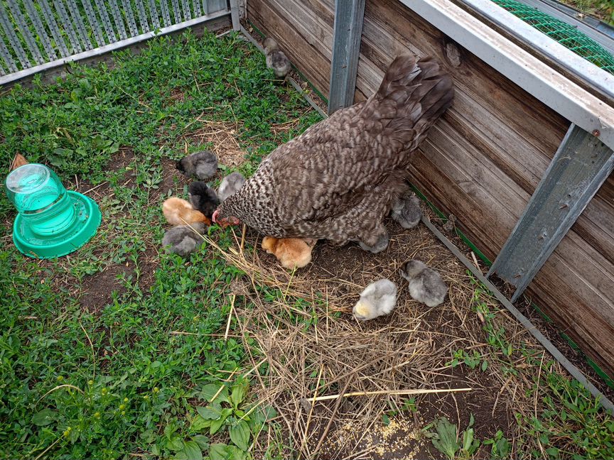 Клушка с цыплятами
