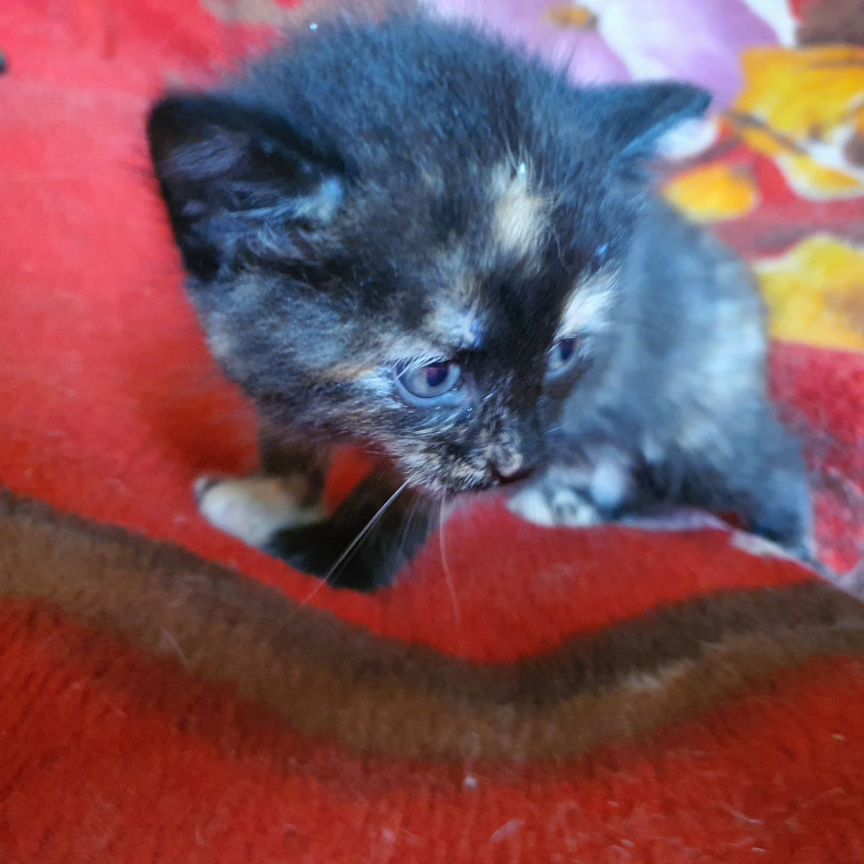 Котята 2 месяца