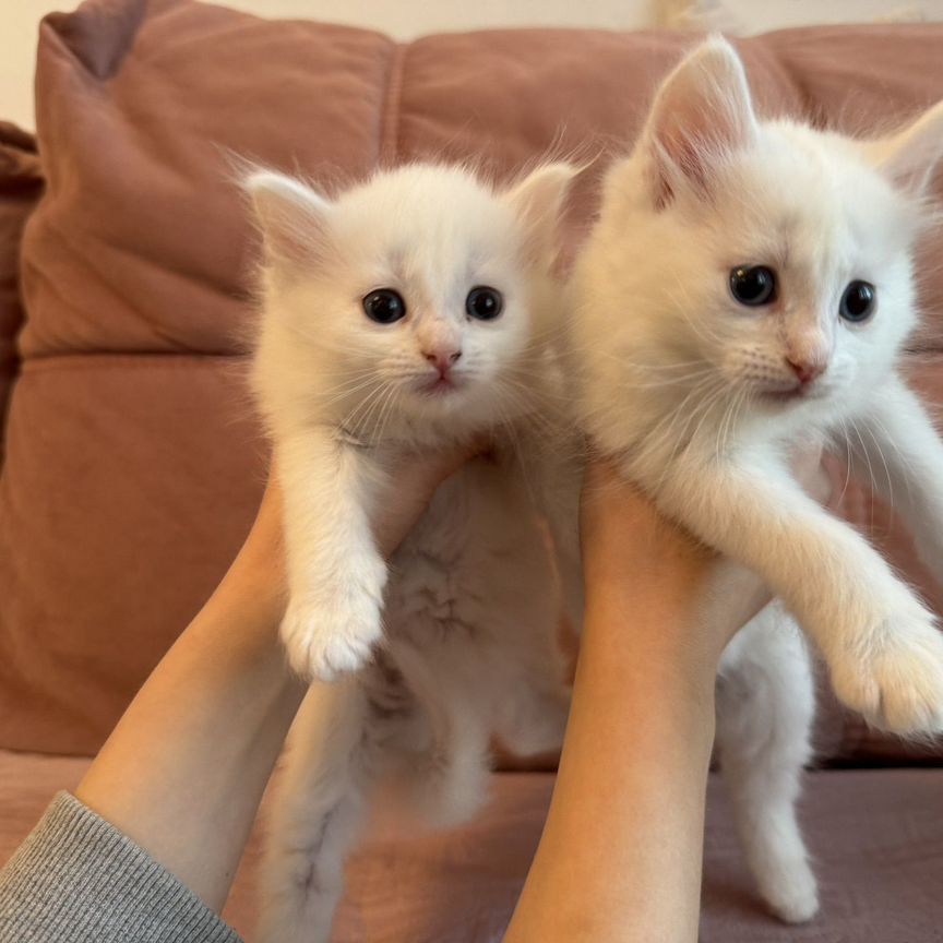 Котята белые турецкая ангора