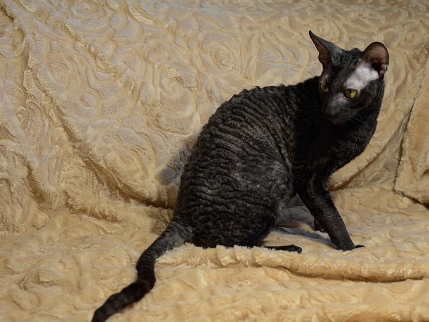Кот корниш рекс