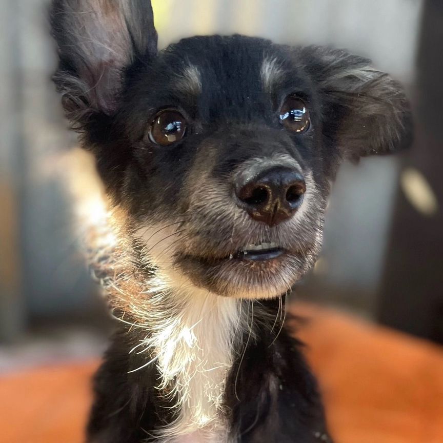 Филя ищет свою семью