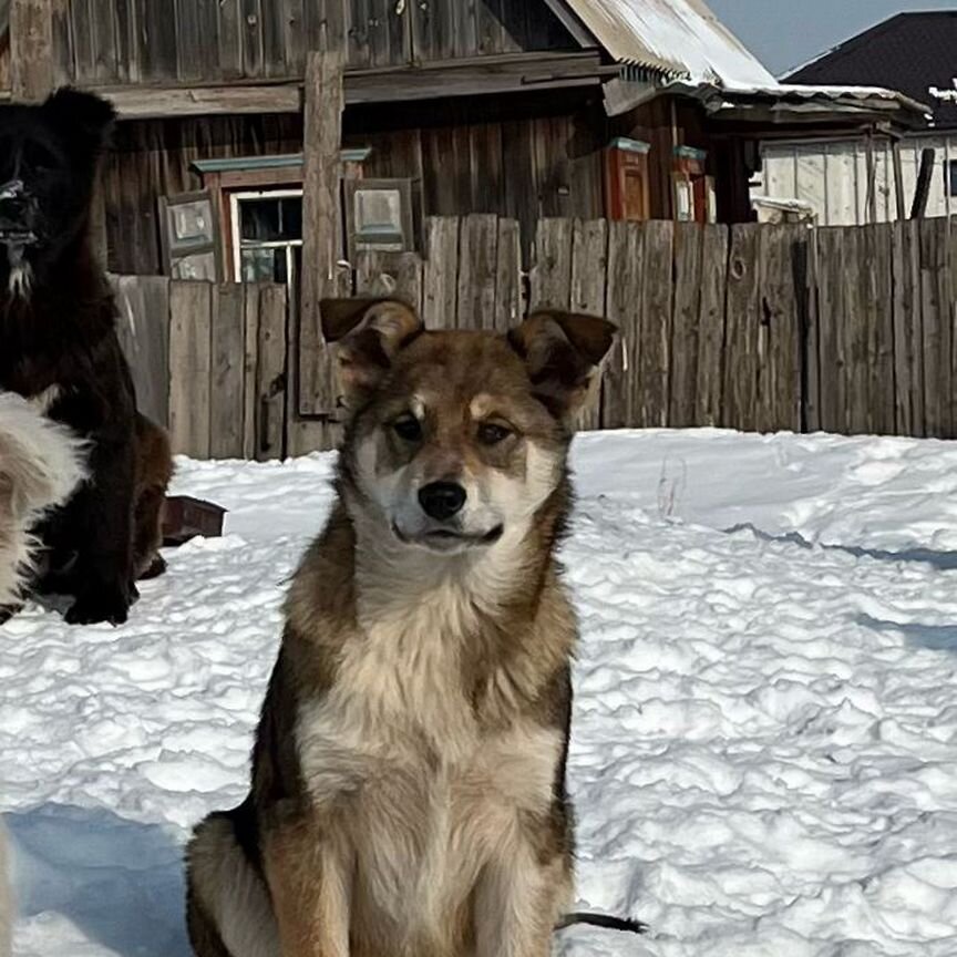 Отдам в добрые руки