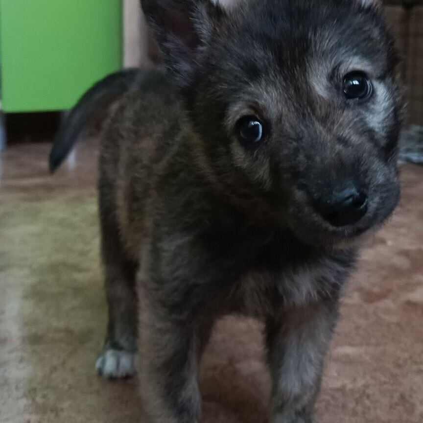 Собака в добрые руки щенок