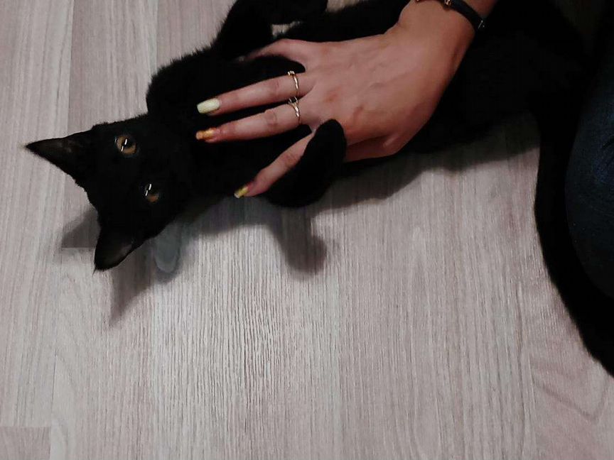 Кошки мейн-кун