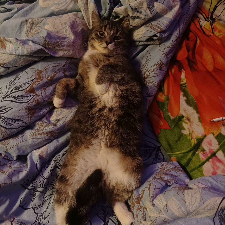 Взрослая, кошка в добрые руки