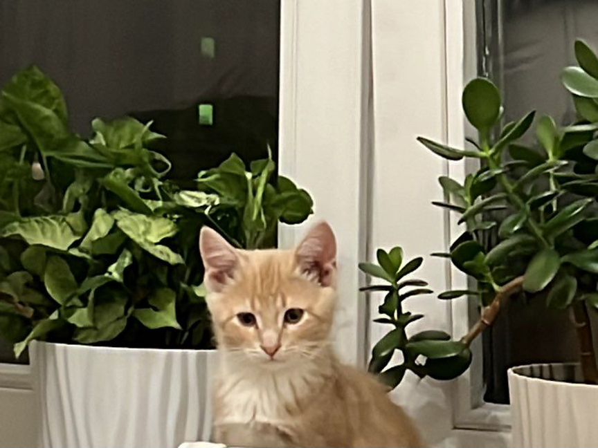 Папа мейкун мама сибирская