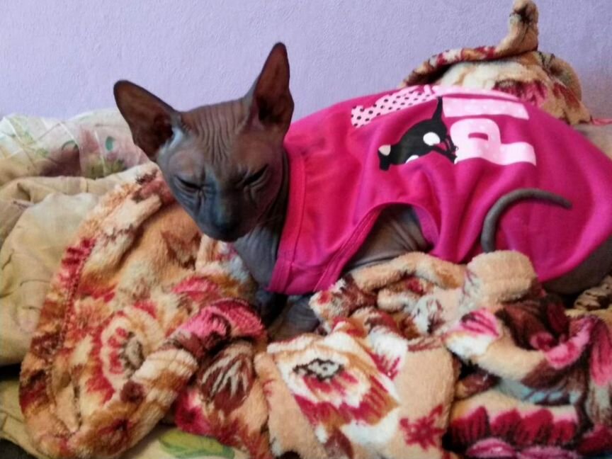 Отдам кошку за символику.ласковая