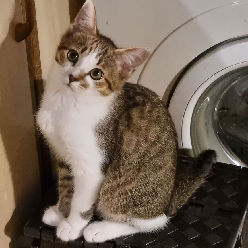 Котенок Сарнатх, 4,5 месяца