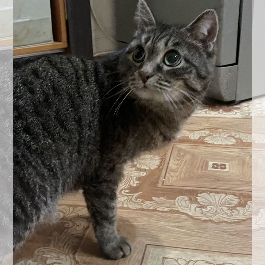 Европейская короткошёрстная, взрослая кошка