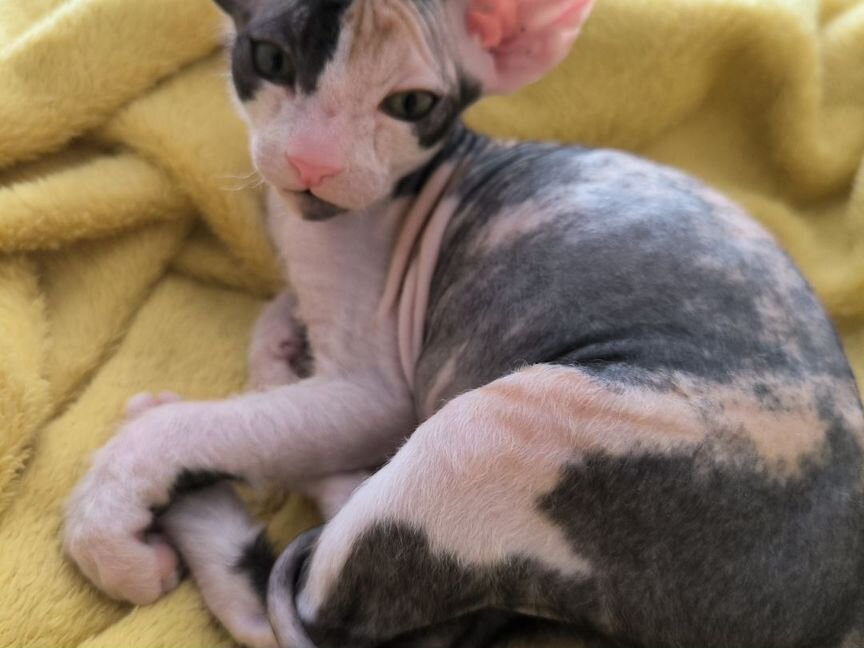 Донской сфинкс котята