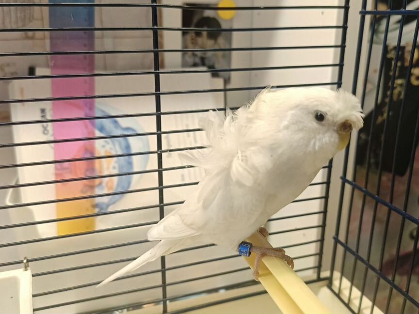 Самочка хагоромо.Черные глаза.8 мес