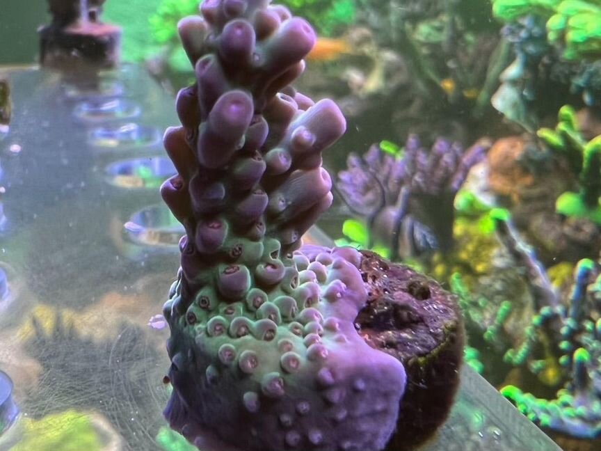 Морские живые кораллы