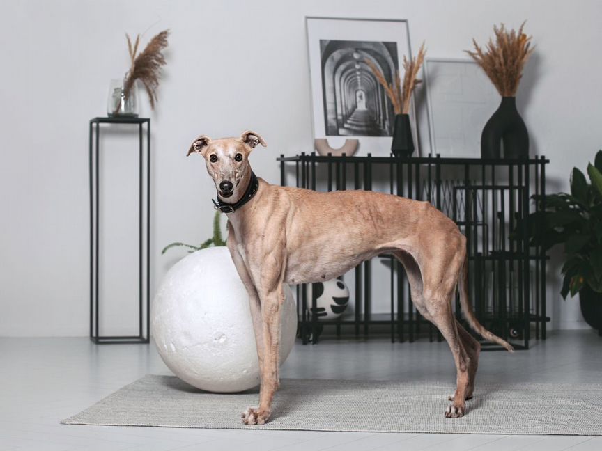 Борзая ищет дом