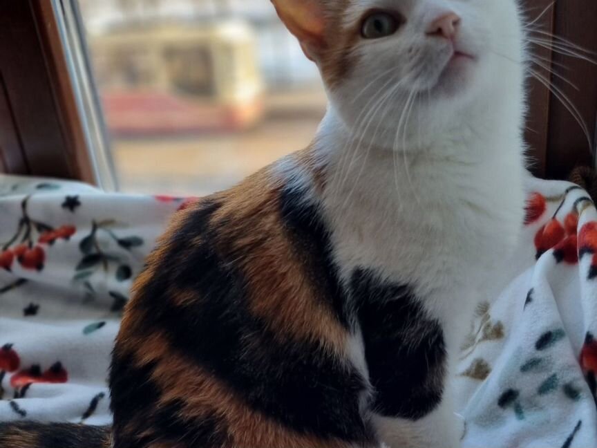Кошки