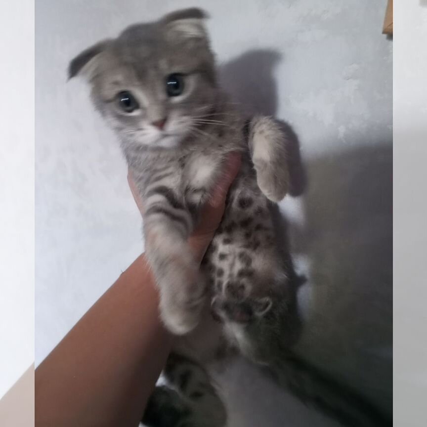 Котик бесплатно