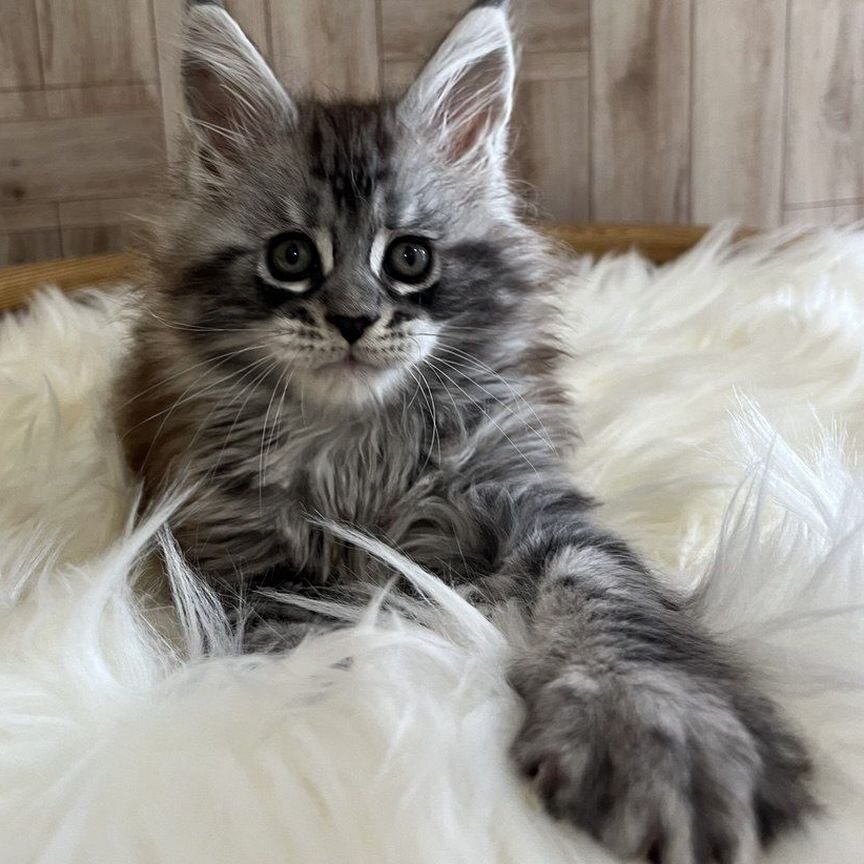 Мейн-кун котёнок