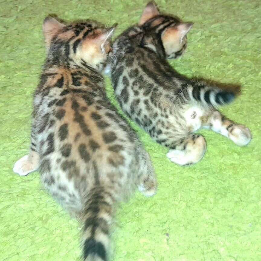 Бенгальские котята