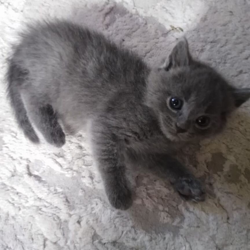 Шотландские прямоухие котята
