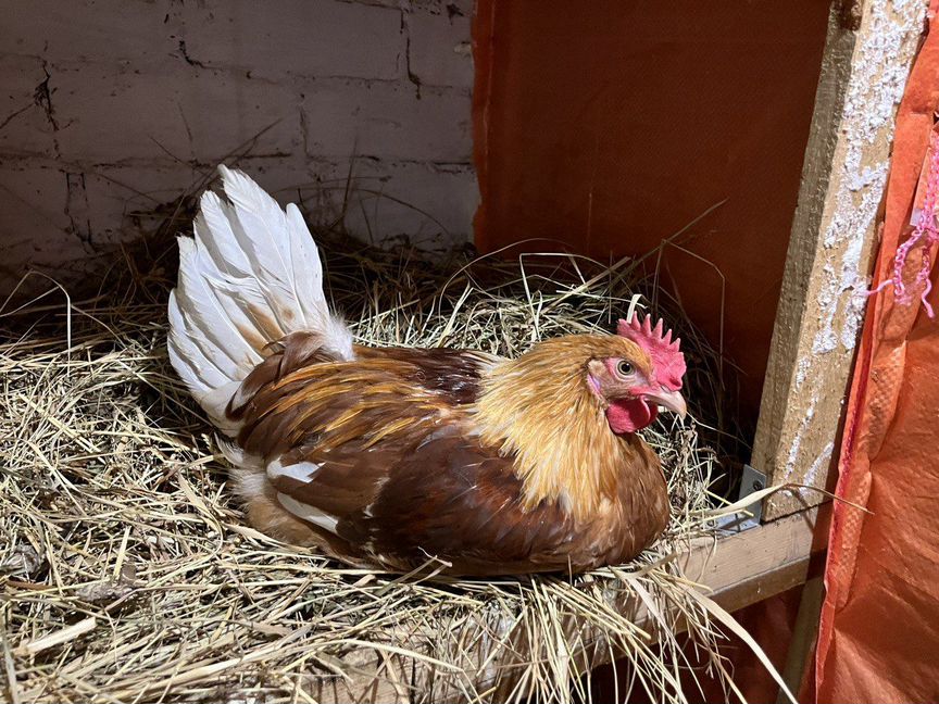 Молодой петушок