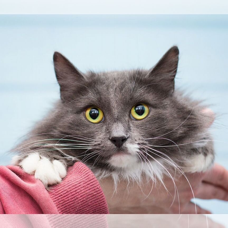 Взрослая, кошка в добрые руки