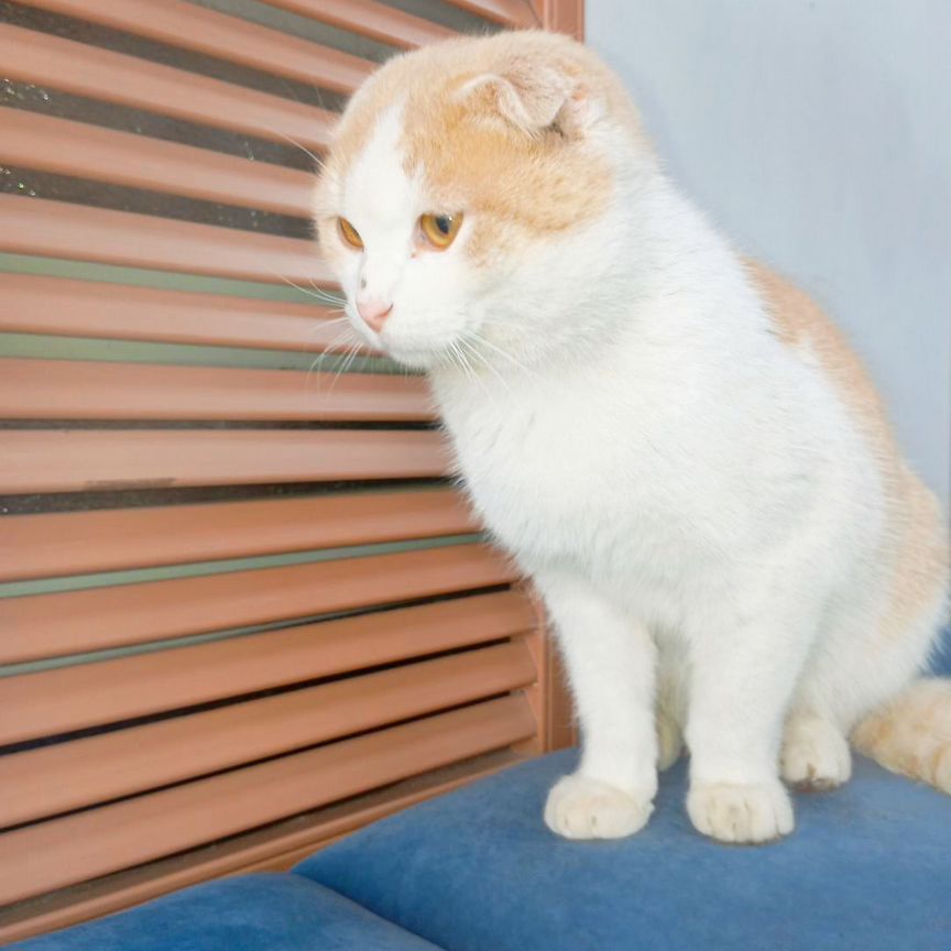 Отдам бесплатно