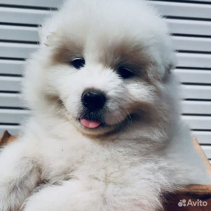 Милые мишки-самоеды