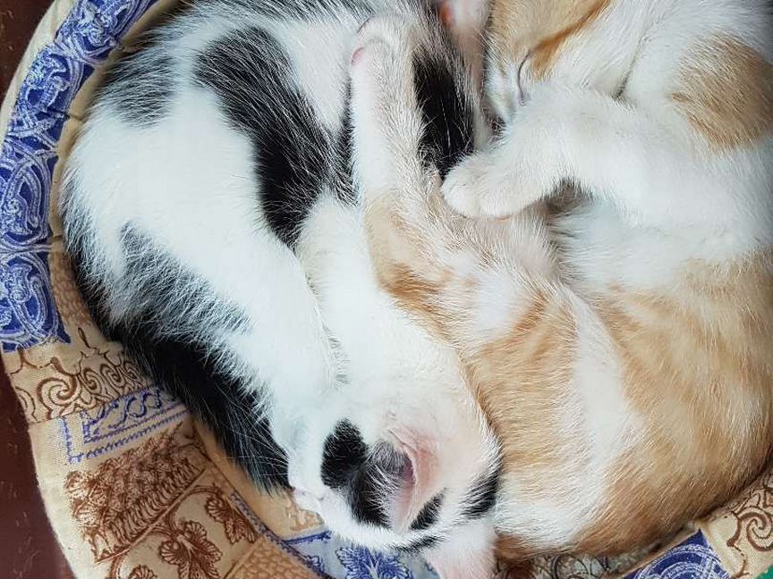 Котята в самые надежные и ответственные руки