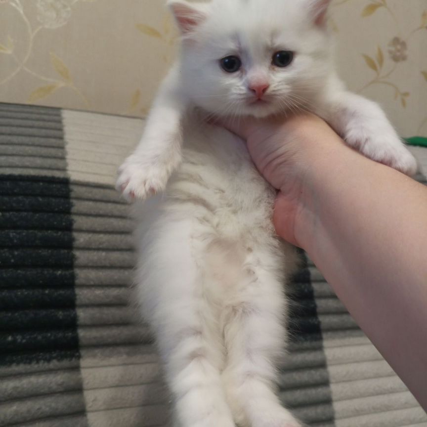Котенок белый