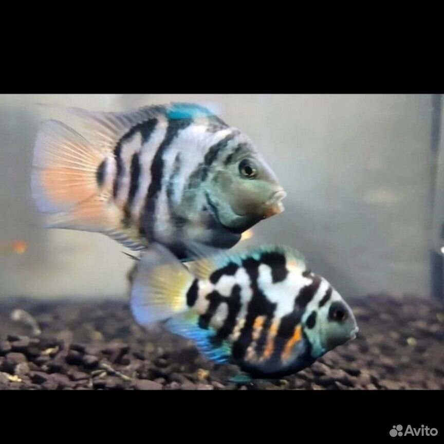 Рыбка сапфировый попугай