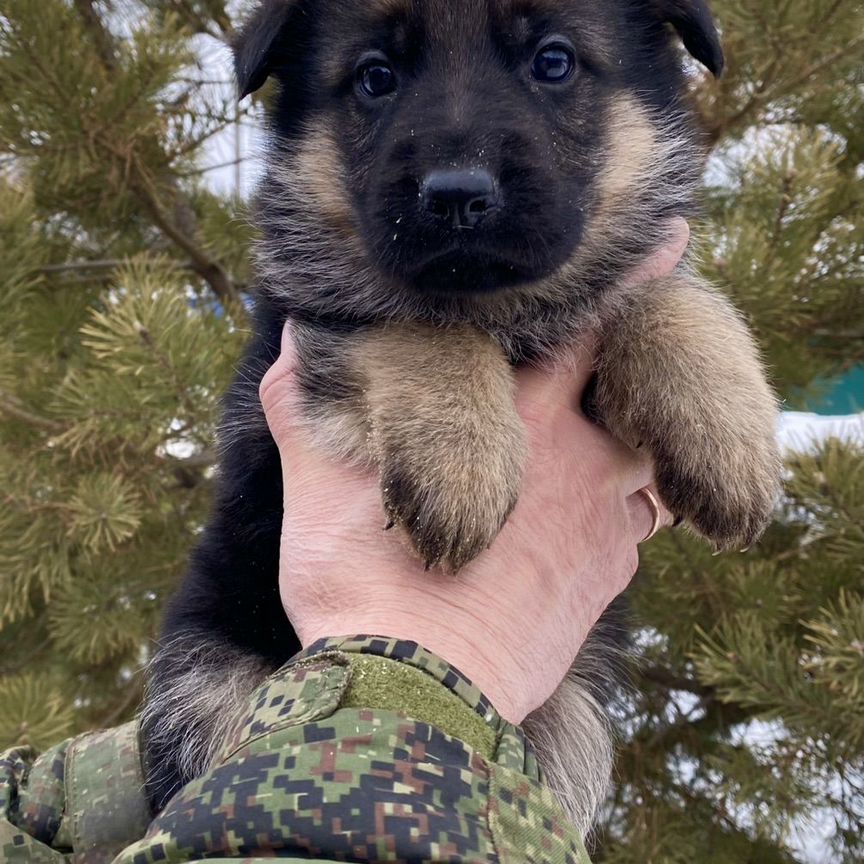 Щенки немецкой овчарки