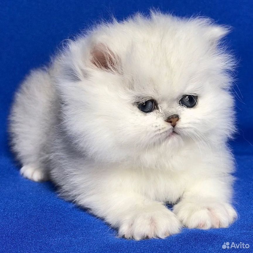 Персидская шиншилла