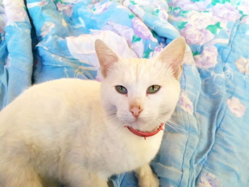 Котик Чисто белый