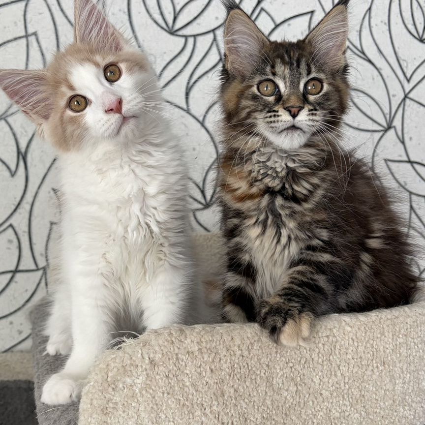 Мейн-кун котёнок