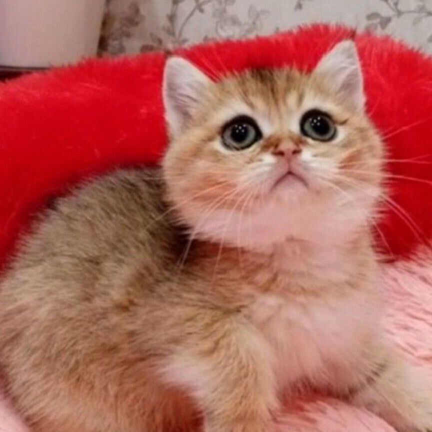 Шотландские котодетки золотая шиншилла