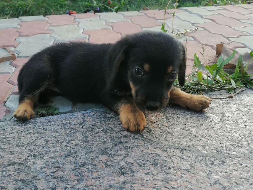 Немецкий пинчер