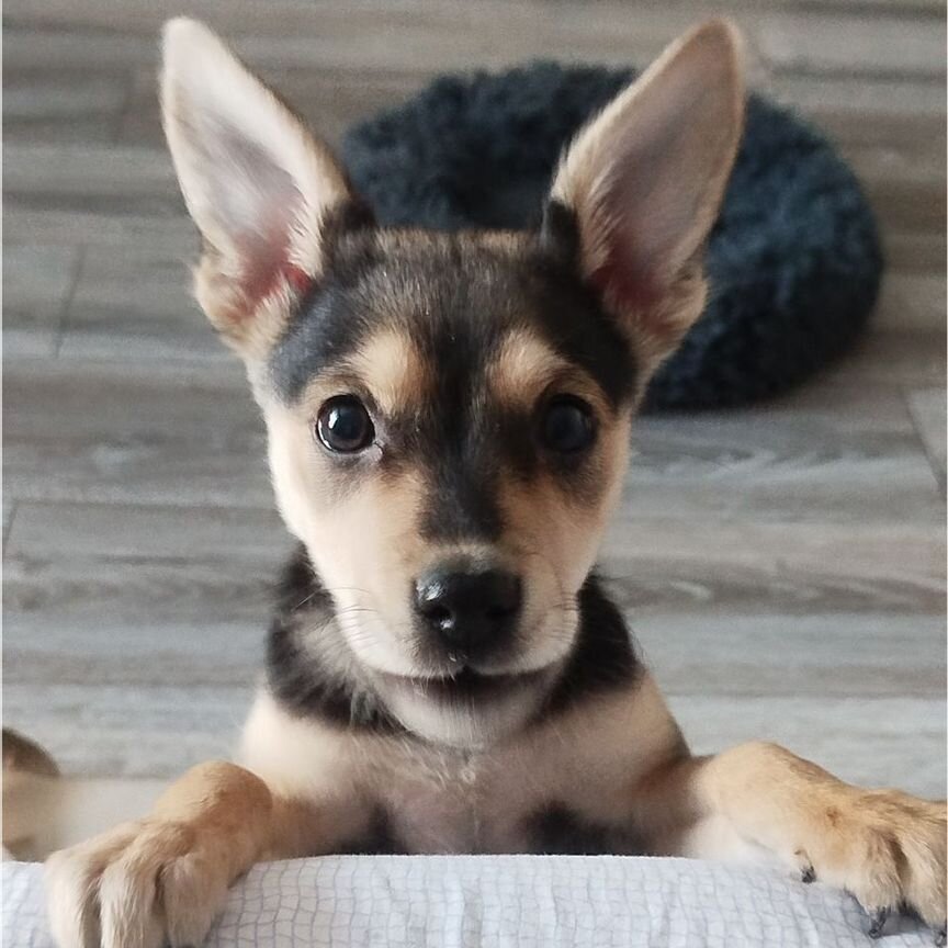 Щенок в добрые руки