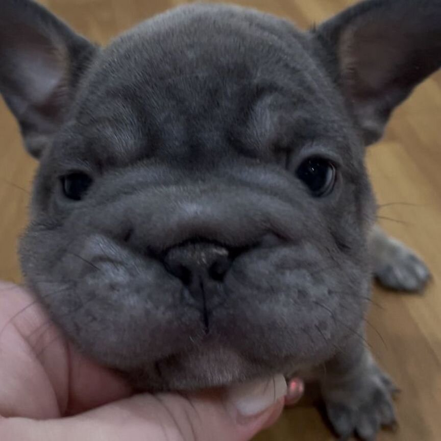 Французский бульдог, щенок