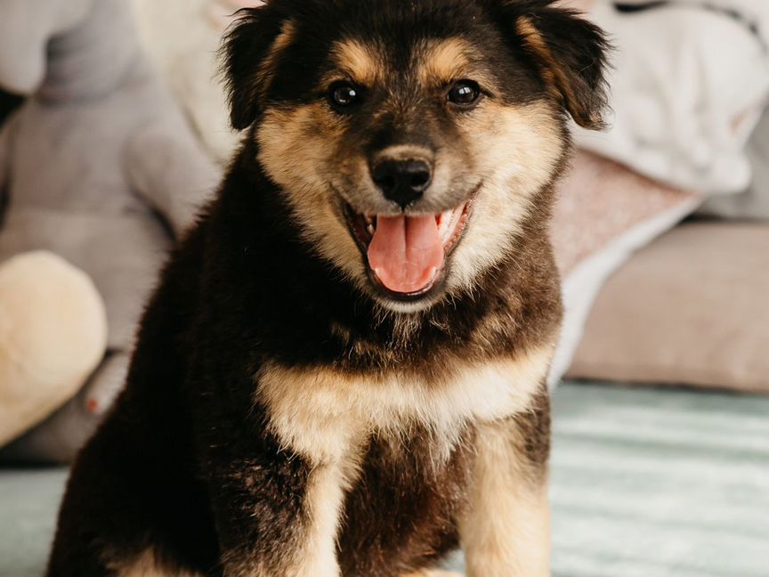 Щенок в добрые руки бесплатно