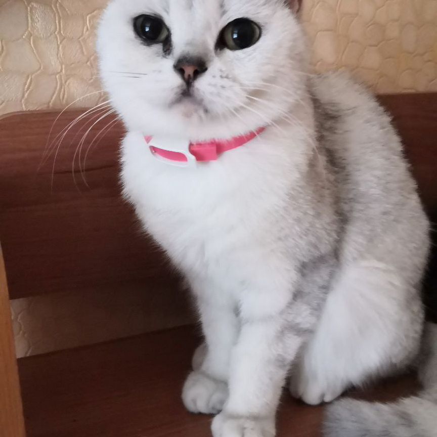 Британская серебритая шиншилла. Девочка