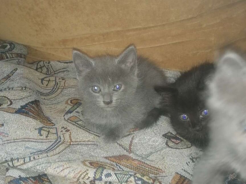 Кошка