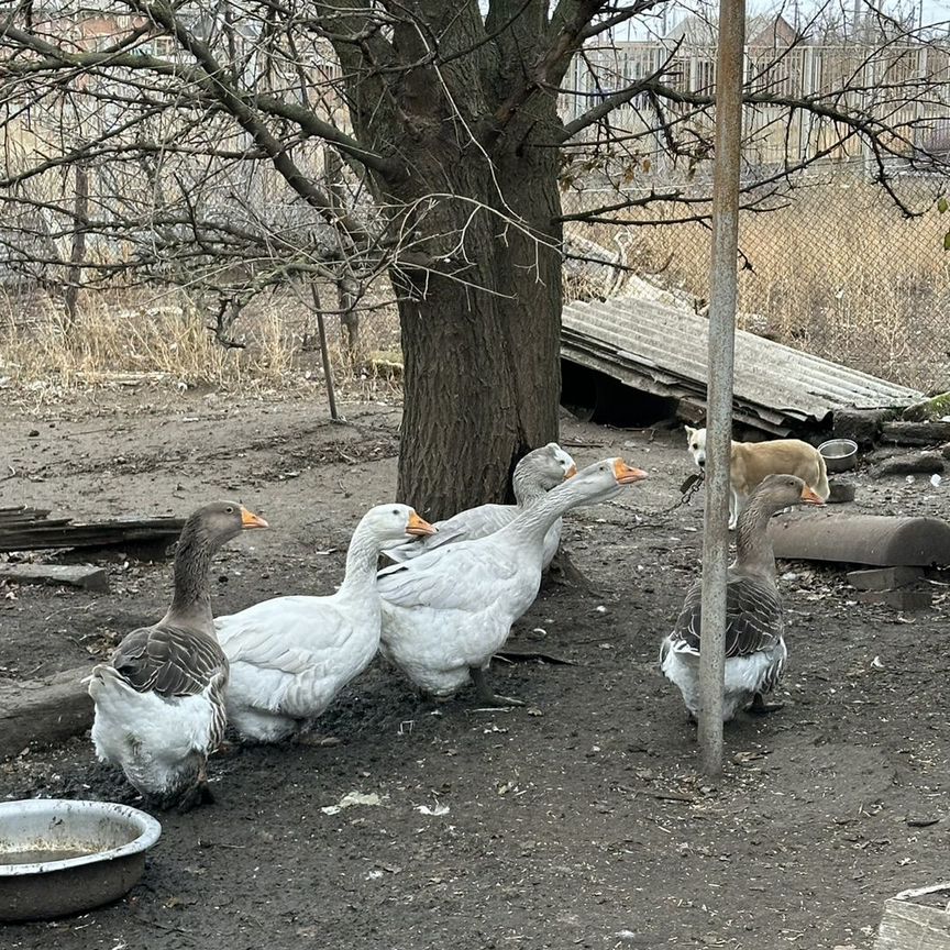 Гуси на развод