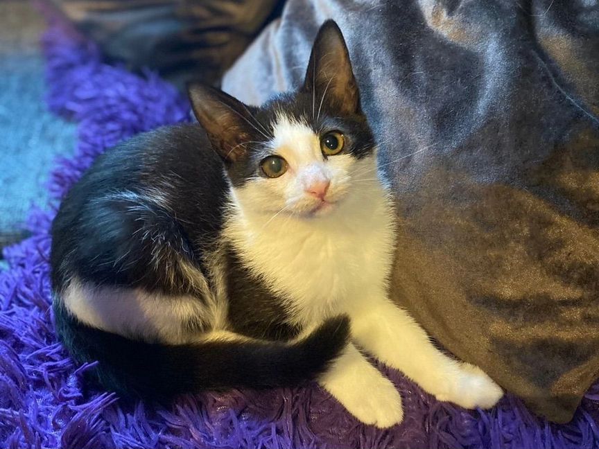 Котенок Милочка в добрые руки
