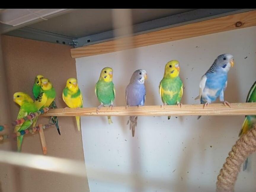 Волнистый попугай