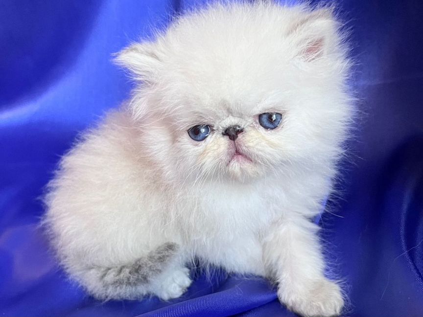 Голубоглазый персидский котенок 1 месяц