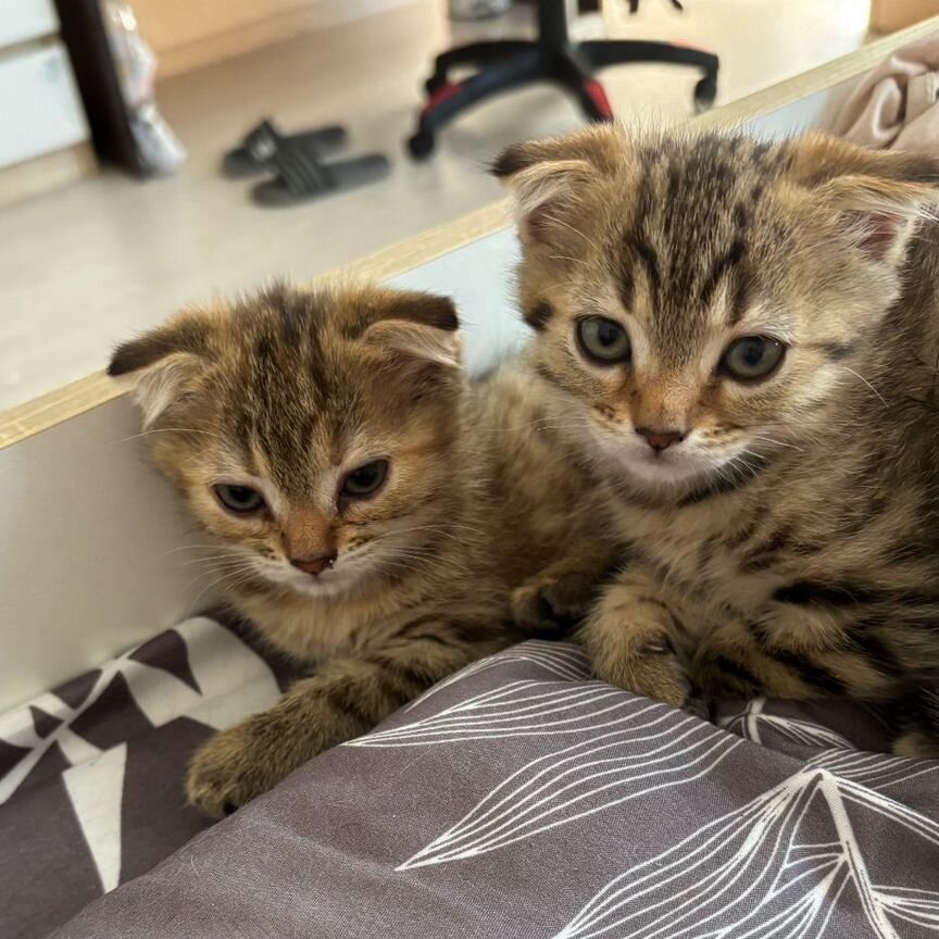 Шотландский вислоухий короткошёрстный котёнок