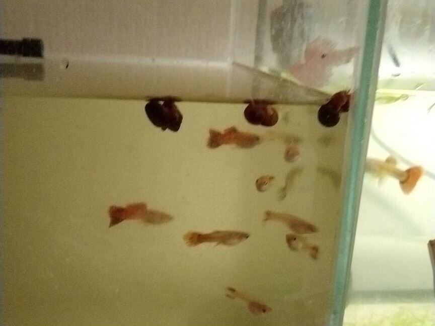 Улитки аквариумные