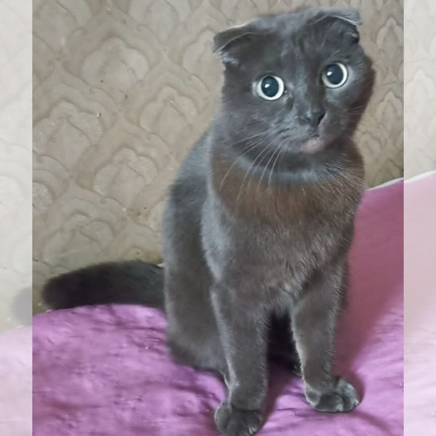 В добрые руки